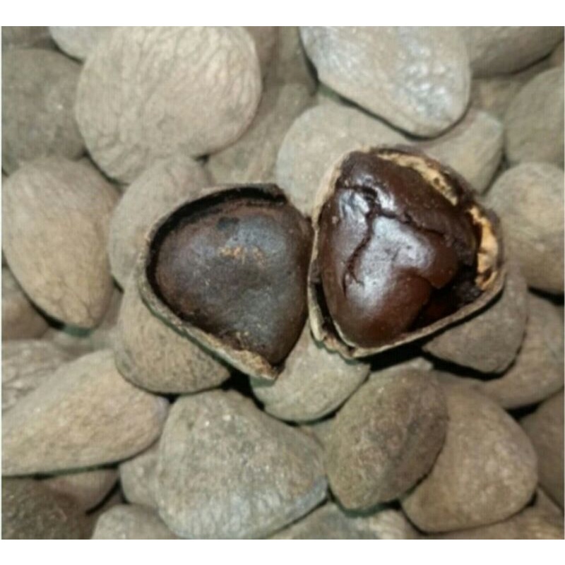 Jual Pucung Kluwek Matang 500 gram | Shopee Indonesia