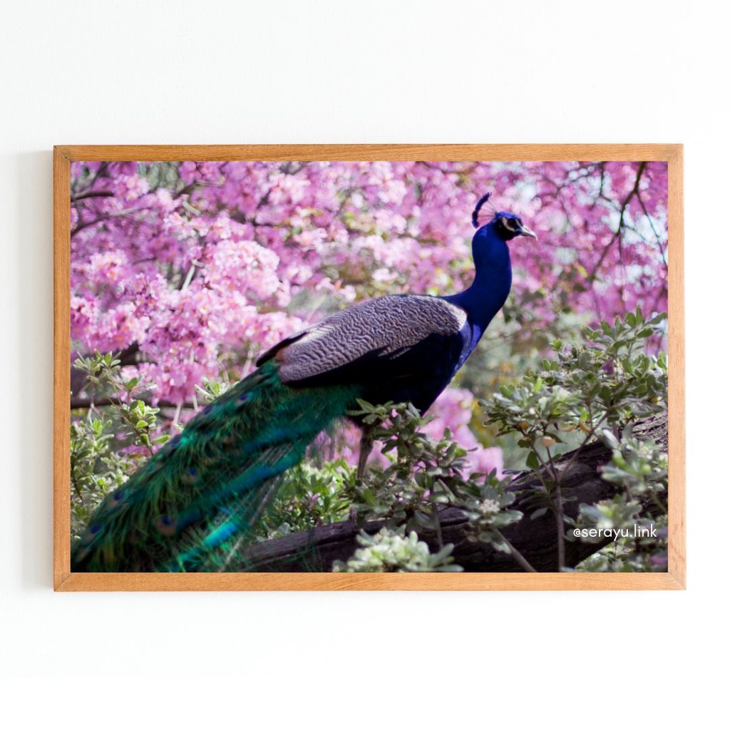 Jual Hiasan Dinding Lukisan Cetak Gambar Burung Merak Aesthetic Plus ...