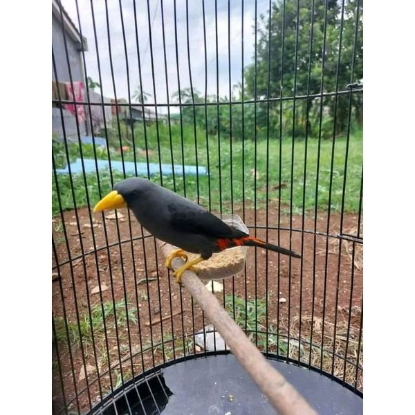 Jual BURUNG RIO RIO GACOR TELER BUNYI JADI RAWATAN | Shopee Indonesia