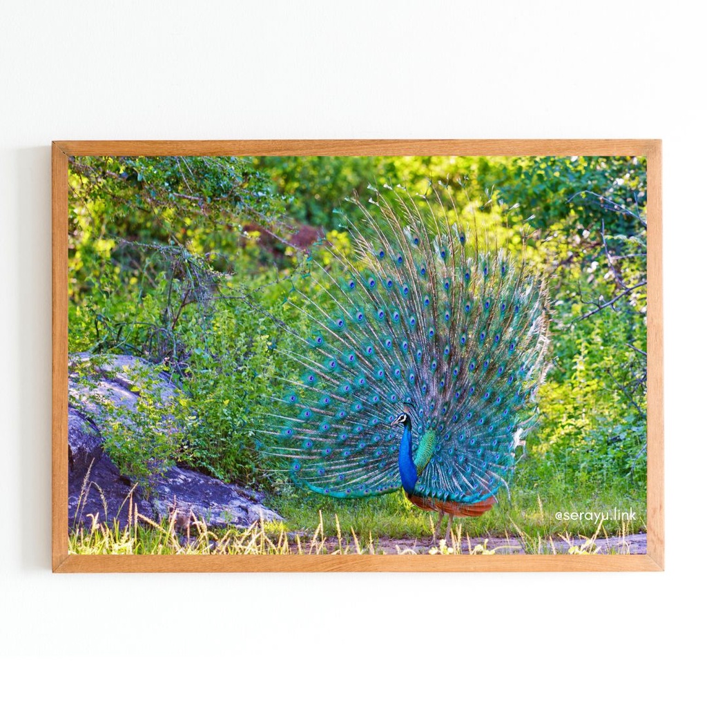 Jual Hiasan Dinding Lukisan Cetak Gambar Burung Merak Aesthetic Plus ...