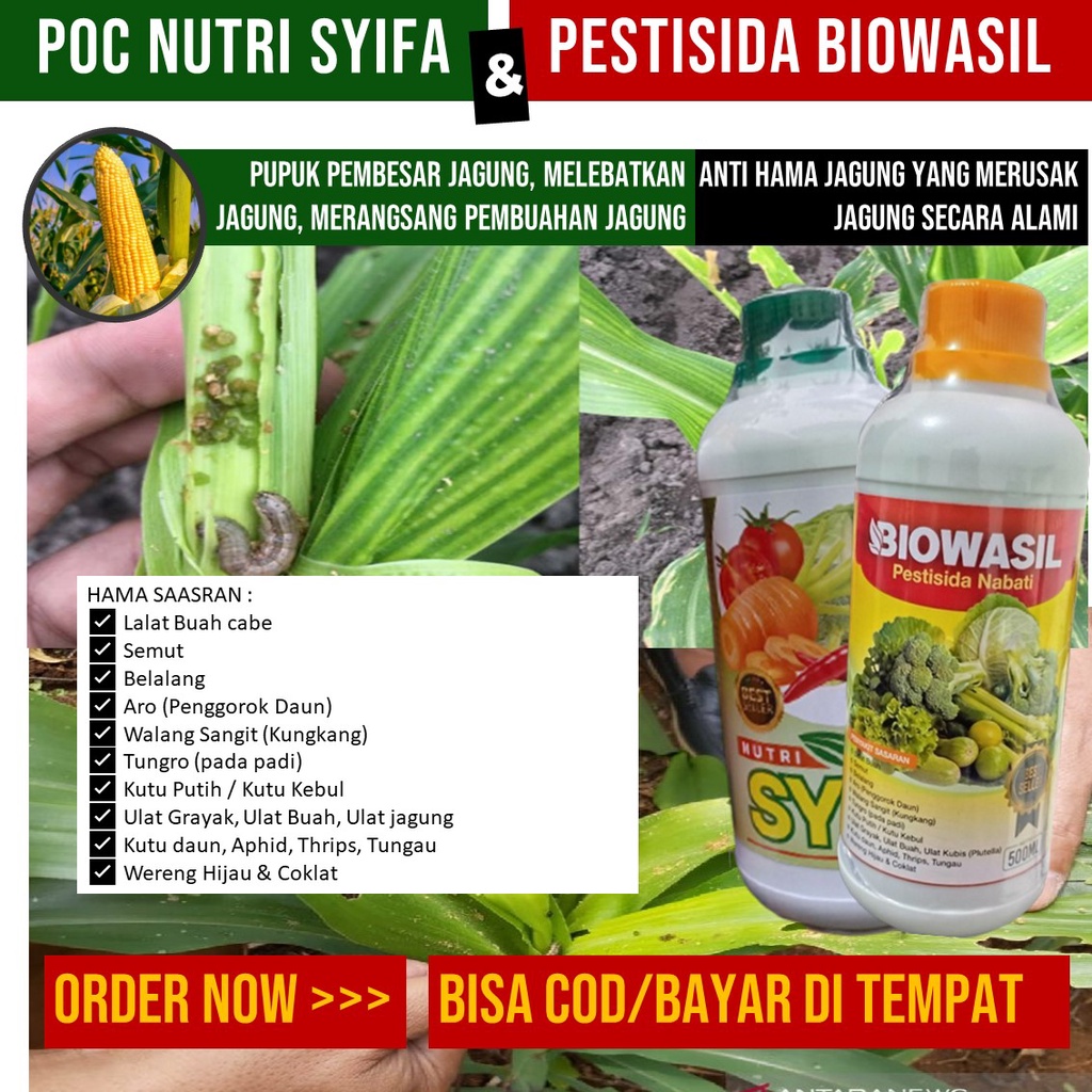 Jual PROMO PAKET Obat Hama Untuk Tanaman Cabe 1 BIOWASIL PESTISIDA ...