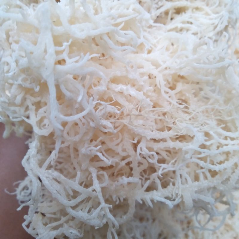 Jual Rumput Laut Kering Halal Putih Rumput Laut Untuk Sup Kemasan ...