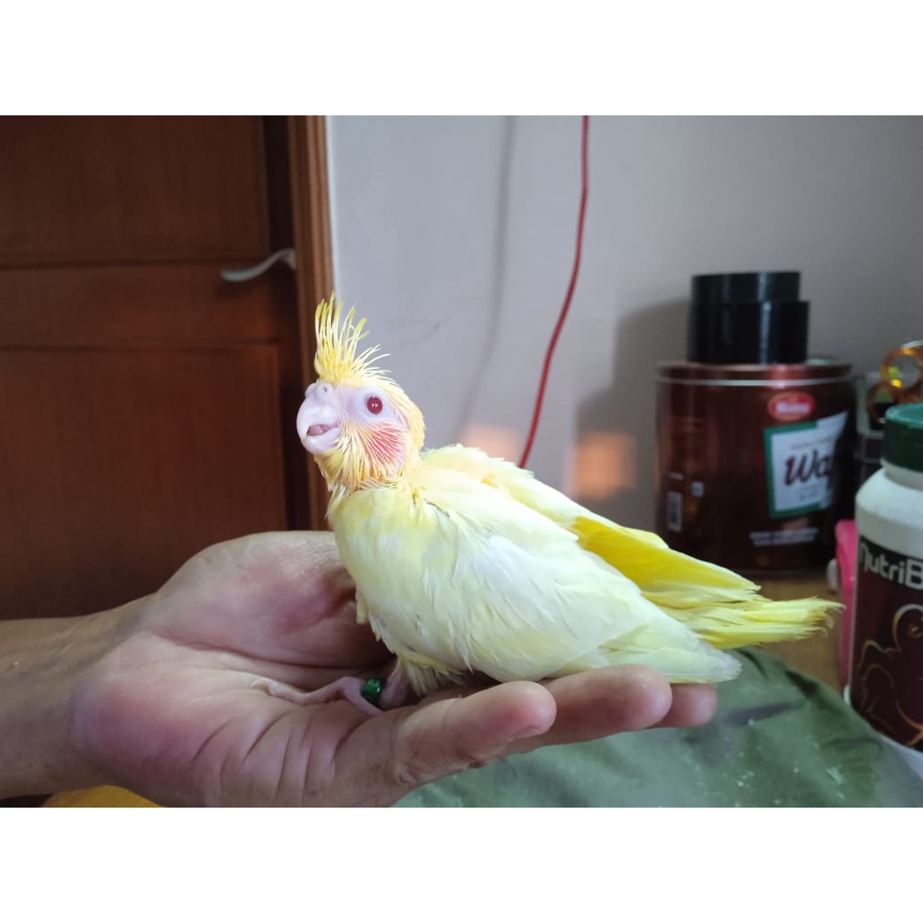 Jual Burung Falk / Parkit Australia Jinak Total 100% Sehat dan tidak ...