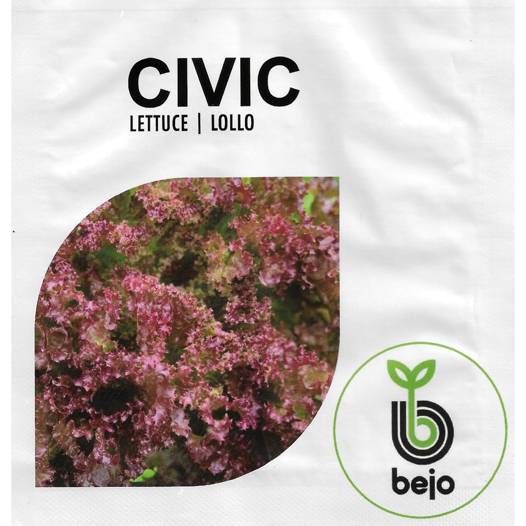 Jual Benih Bejo Seed - Selada Lollo Rossa Civic Repack 100 pills ...