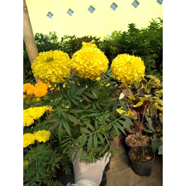 Jual BUNGA MARIGOLD BUNGA BESAR | Shopee Indonesia