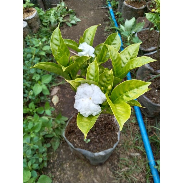 Jual BUNGA MONDOKAKI MELATI / BUNGA MANDHAKAKI ( MANAKAKI ) | Shopee ...