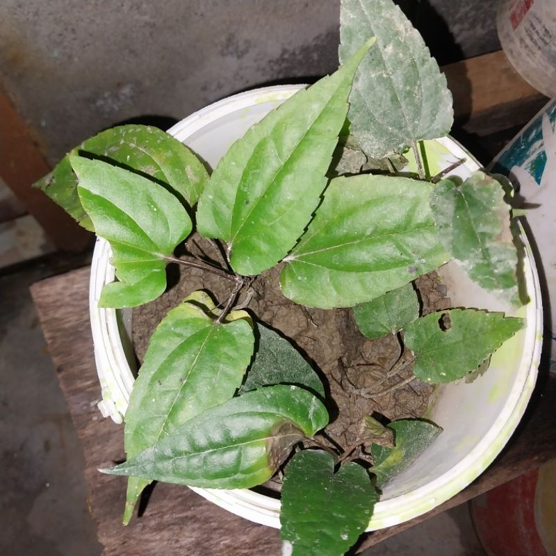 Jual Bibit Daun 3 Jari Daun Bungkus Papua | Shopee Indonesia