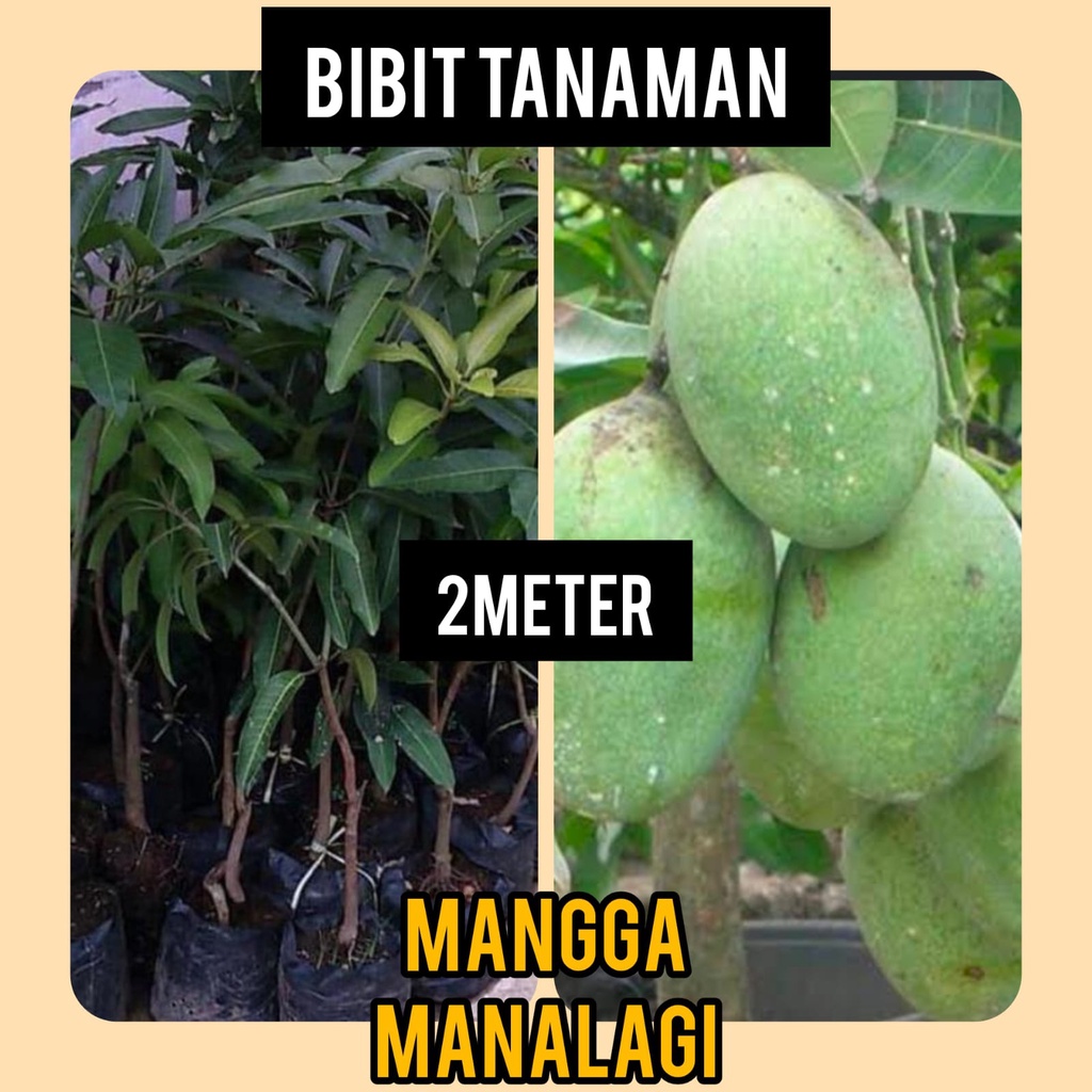 Jual Bibit Mangga Manalagi 2 Meter Batang Ukuran Setang Motor | Shopee ...