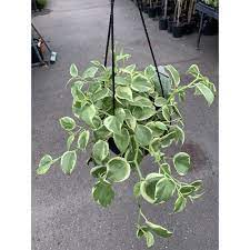 Jual Tanaman Hias Peperomia sandersii / sandersi | Shopee Indonesia