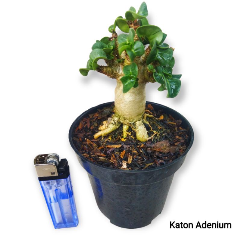 Jual Adenium DHA . LOTUS FLOWER ( ARABIKUM ) | Shopee Indonesia