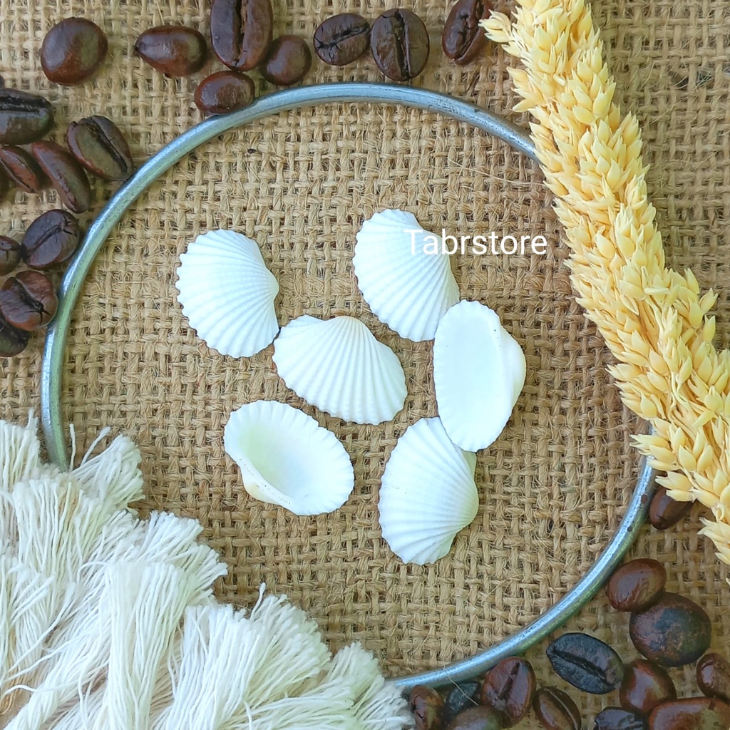 Jual Cangkang Kerang Bulu 100gr | Kerang Hias | Kerang Laut | Bahan Kerajinan DIY | Sea Shells ...