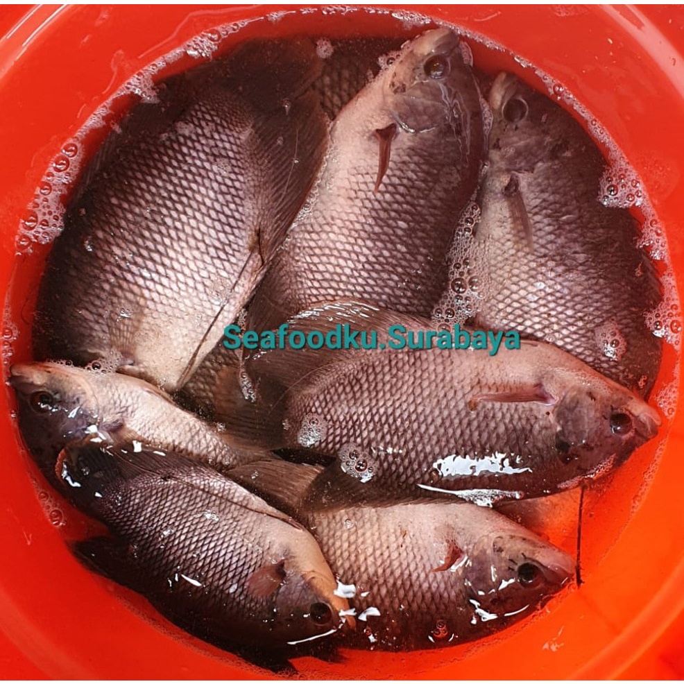 Jual IKAN Konsumsi Air Tawar LELE Hidup Fresh / Frozen Beku GURAMI NILA ...