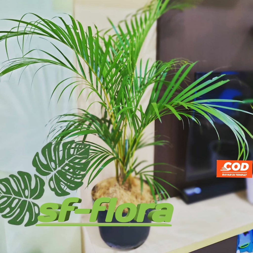 Jual Tanaman hias palm kuning/pohon palem kuning /palmkuning | Shopee ...