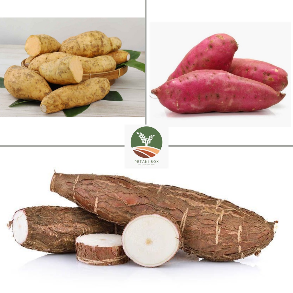 Jual Ubi Kayu Singkong / Ubi Merah / Ubi Cilembu Sayuran Segar Kota ...