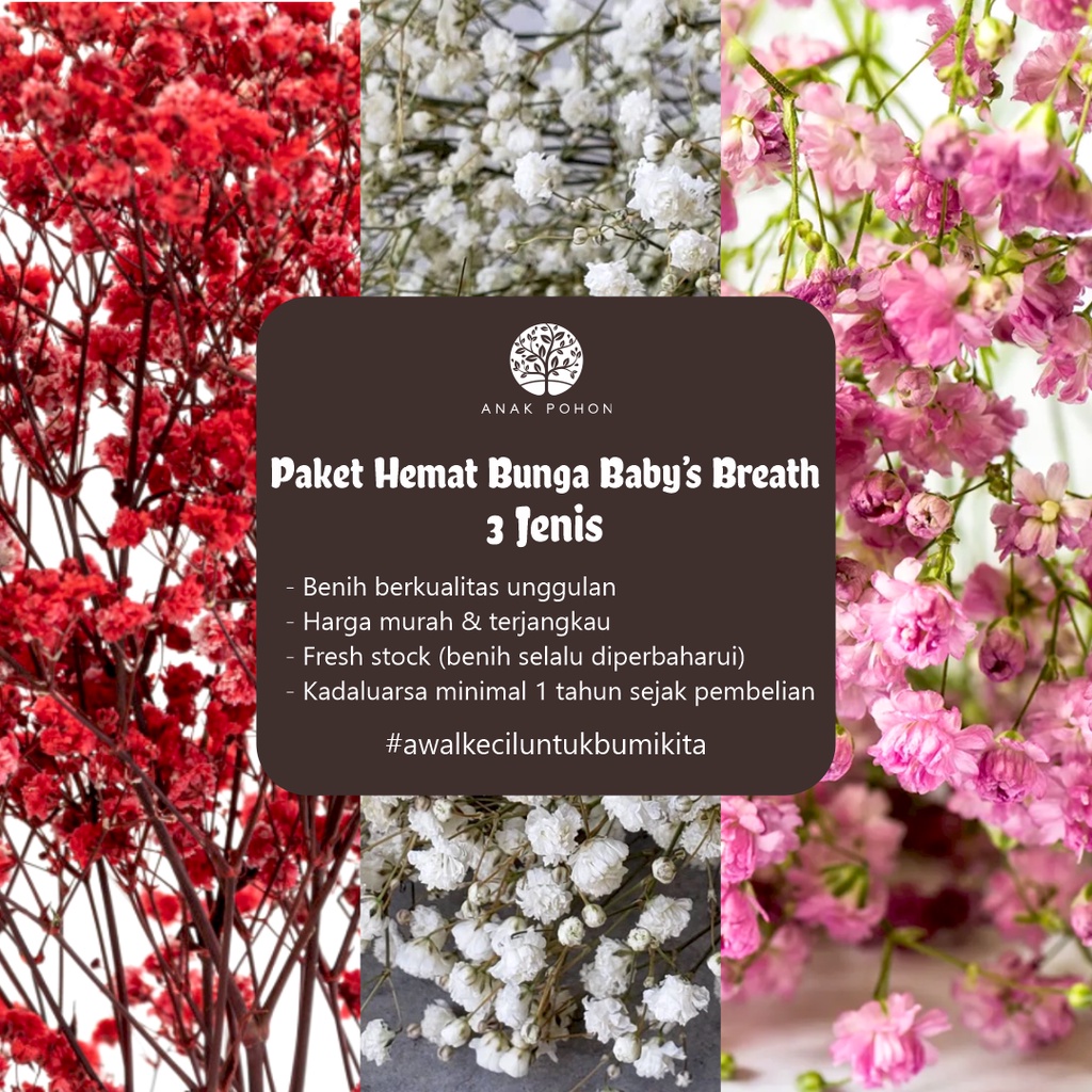 Jual PAKET HEMAT - Benih Bunga Baby's Breath All Varian Flower Seeds ...