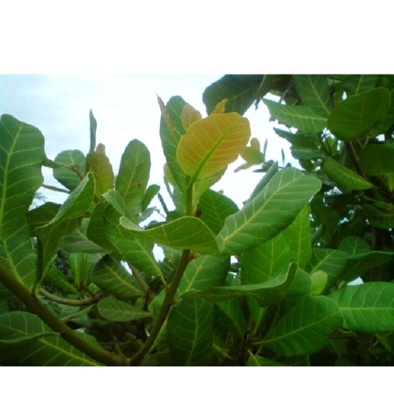 Jual Daun jambu mede atau jambu monyet per 250 gram | Shopee Indonesia