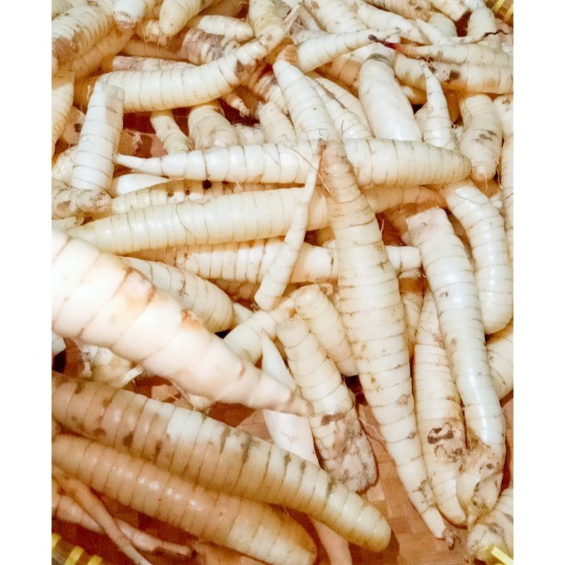 Jual Umbi garut segar - umbi garut fresh 1kg | Shopee Indonesia