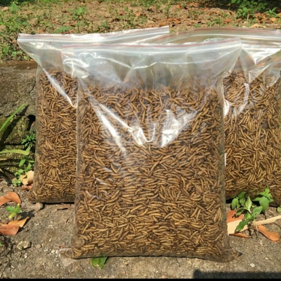 Jual Maggot Kering BSF Kering Dry Maggot 1kg Pakan Ikan Koi Chana ...