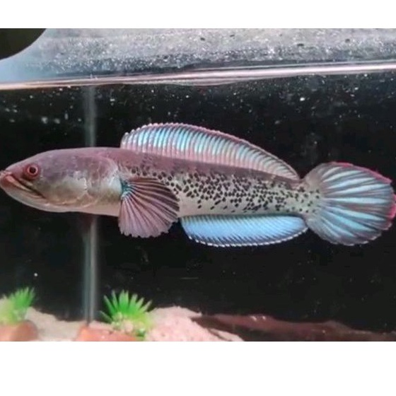 Jual Channa Biru Stewarti Arunachal Jumbo 25-30 Cm Full Grade Barca KW ...