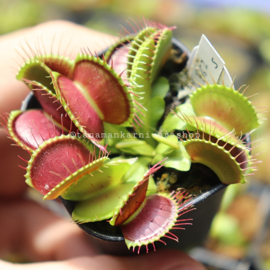 Jual Tanaman Hias Venus Flytrap B52 Size Medium (Tanaman Karnivora ...