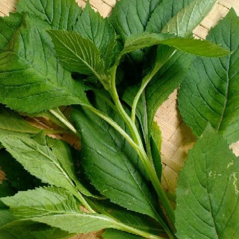 Jual Daun Sintrong/Junggul/bagini/jambrong/tespong/jombloh/mandrung ...