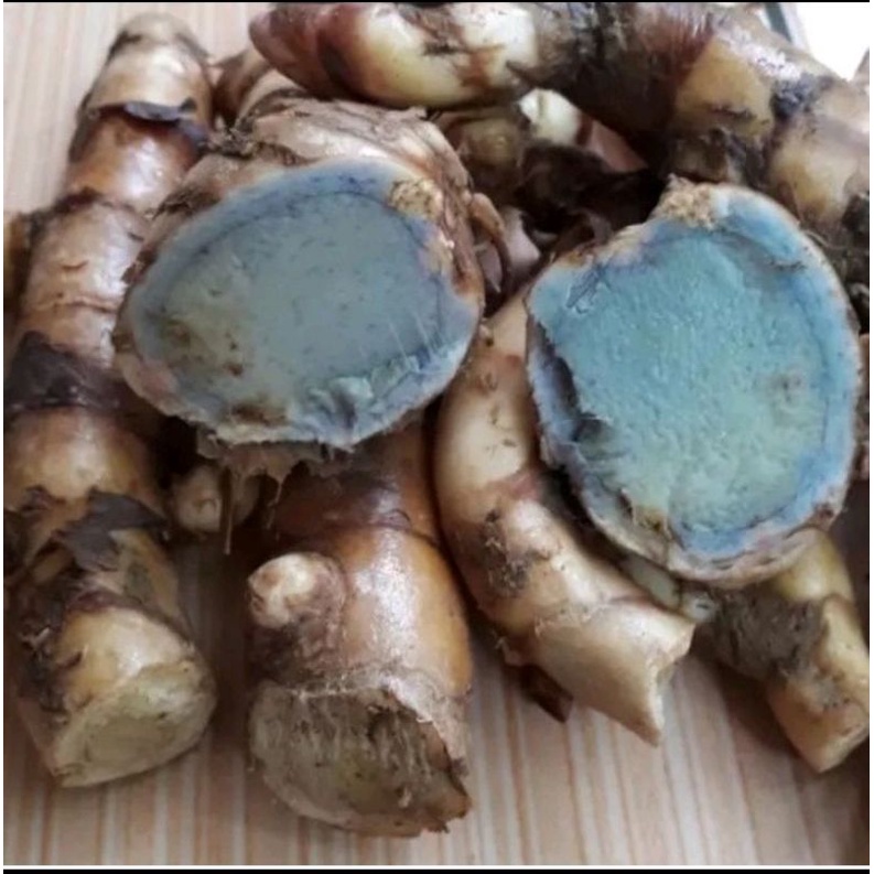 Jual temu ireng / temulawak hitam segar 250gr - 1kg | Shopee Indonesia