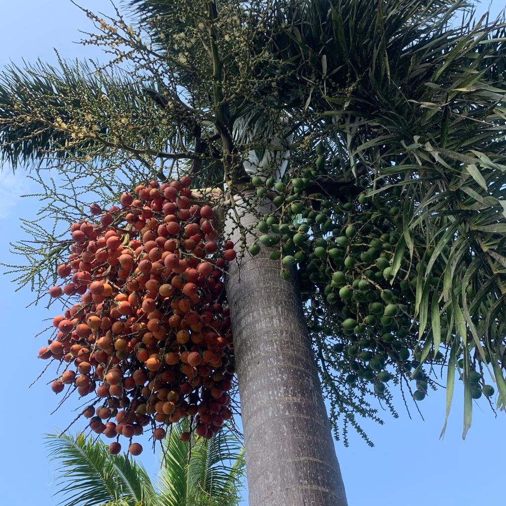 Jual Buah Pinang Matang dan Muda Fresh Petik Langsung dari Pohon Satuan ...