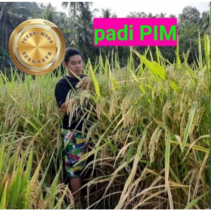 Jual Benih Padi PIM padi raksasa besar dan tinggi bisa 2 meter | Shopee ...