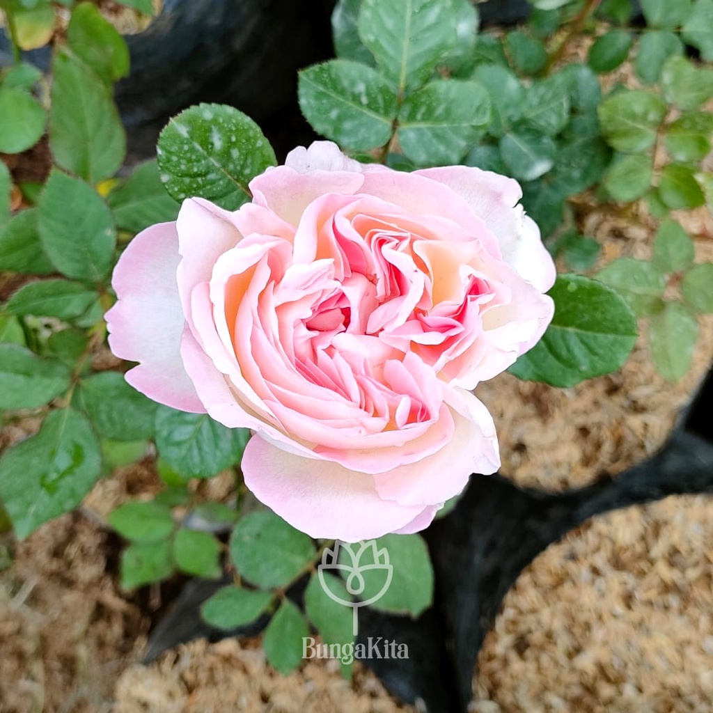 Jual BUNGA MAWAR IMPORT AUBE UKURAN REMAJA | Shopee Indonesia