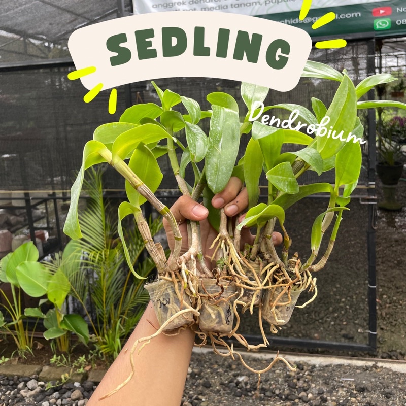 Jual Anggrek Dendrobium Keriting Sedling | Shopee Indonesia