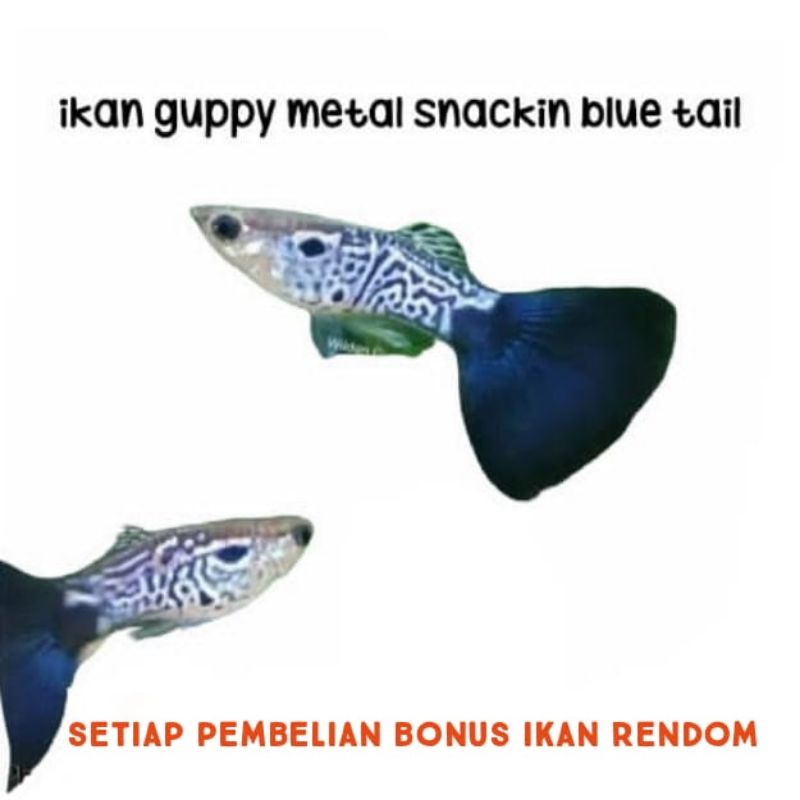 Jual Packing styrofoam ( ikan guppy metal snake skin blue tail ) | Shopee Indonesia