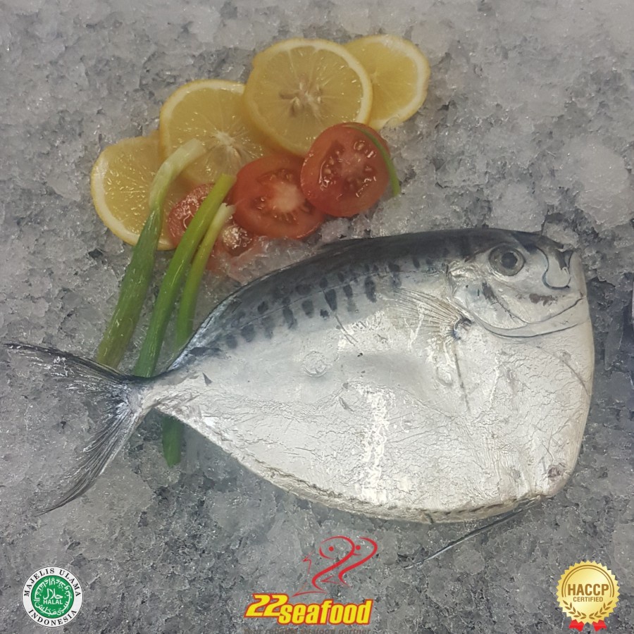 Jual Ikan Semar 1kg Moon fish Frozen - 22 Seafood | Shopee Indonesia