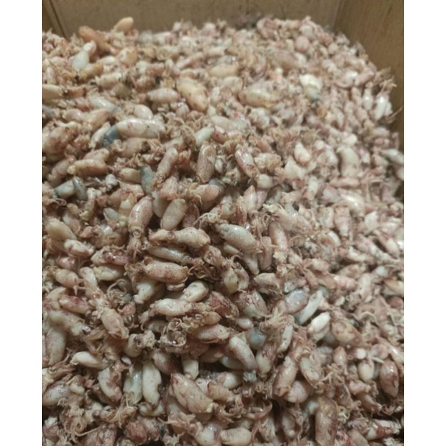 Jual baby cumi kering asin kemasan 1 kg | Shopee Indonesia