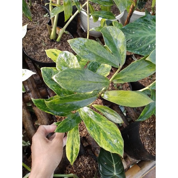 Jual zamia varigata rumpun | Shopee Indonesia