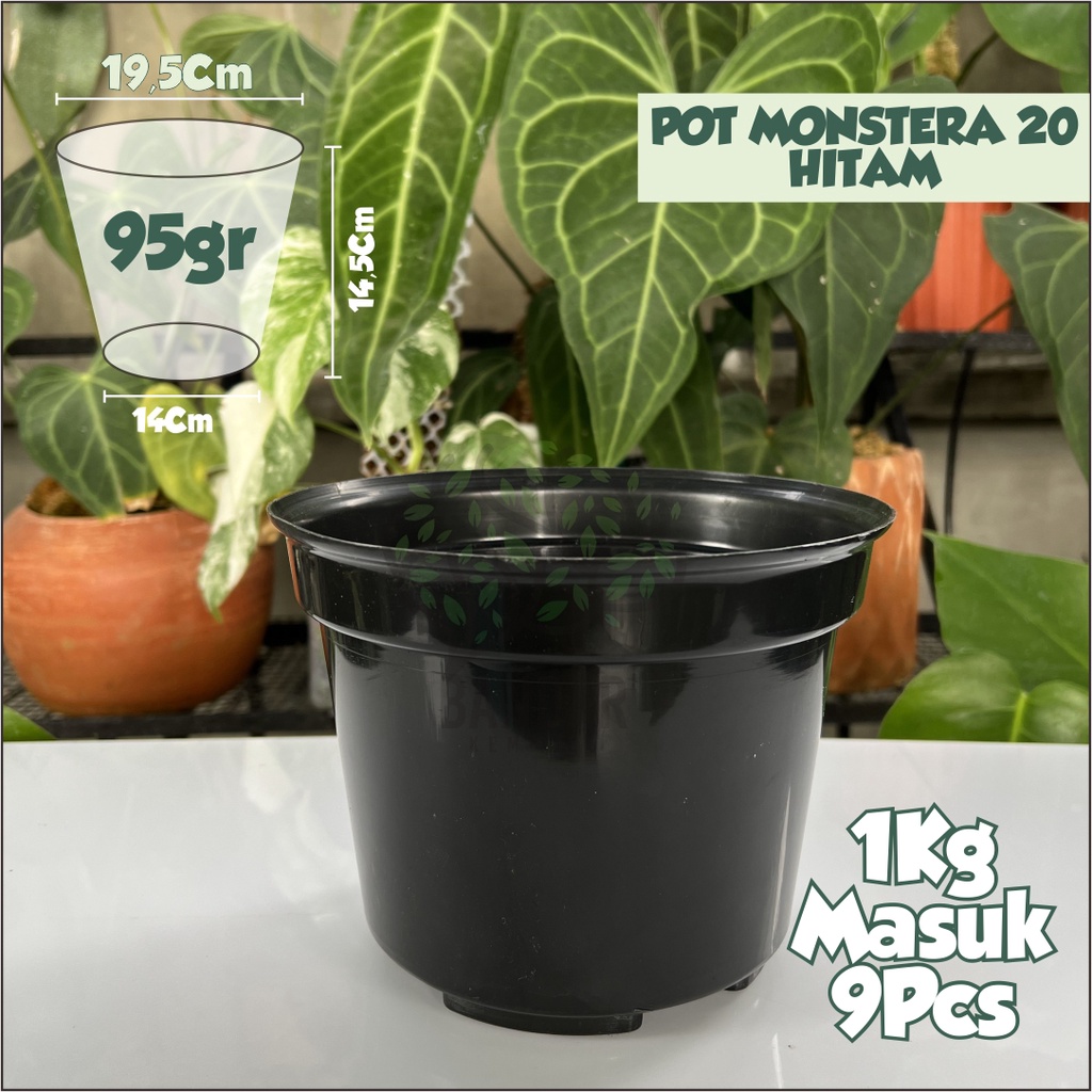 Jual pot bibit bunga tanaman hias Monstera 20 warna hitam bagus untuk ...