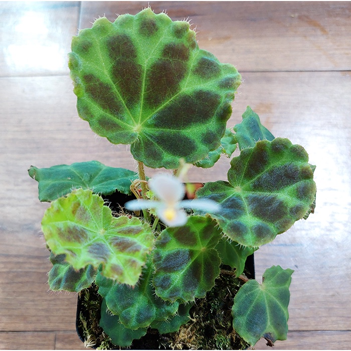 Jual Begonia Robii | Shopee Indonesia