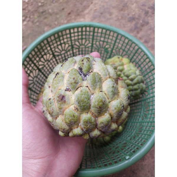 Jual Buah Srikaya / Sirkaya 1kg | Shopee Indonesia
