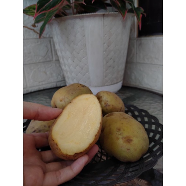 Jual Kentang kuning Dieng | Shopee Indonesia