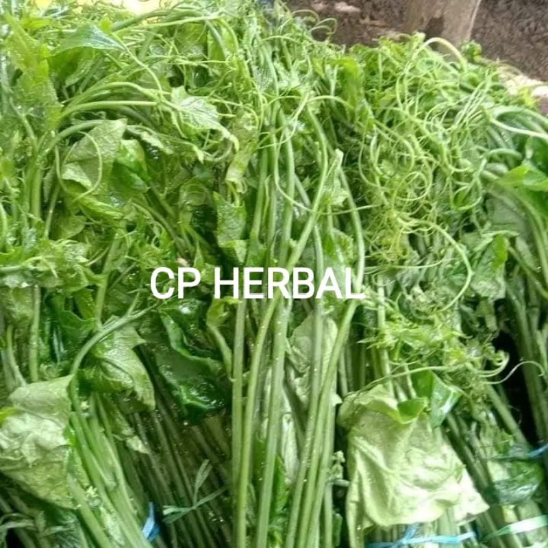 Jual pucuk daun labu Siam atau daun labu Siam muda 300gram murah ...