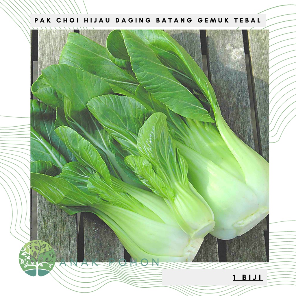 Jual Benih Bibit Biji - Pak Choy Hijau Daging Batang Gemuk Tebal Bok ...