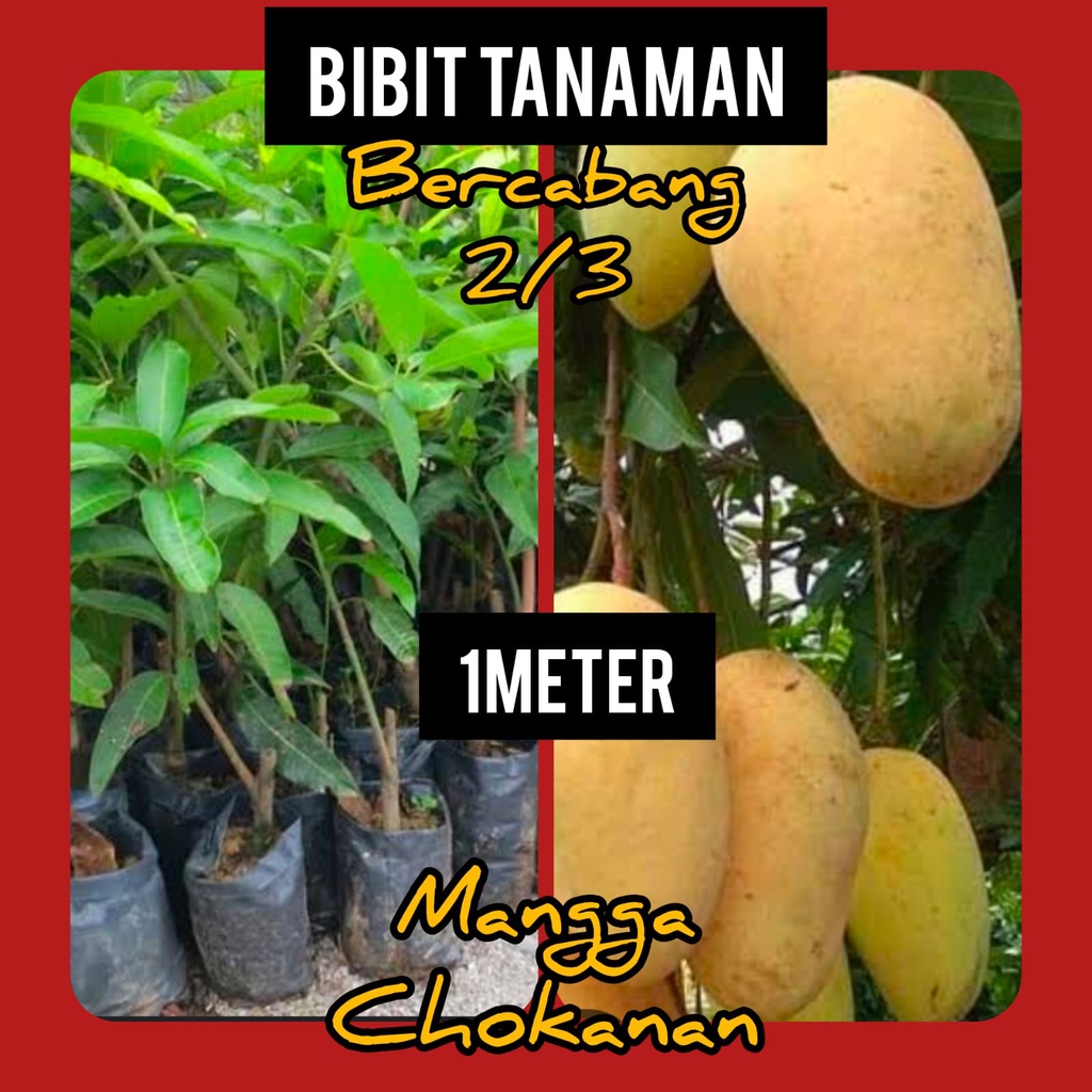 Jual Bibit Mangga Chokanan 1 Meter Batang Bercabang 2 atau 3 cabang ...
