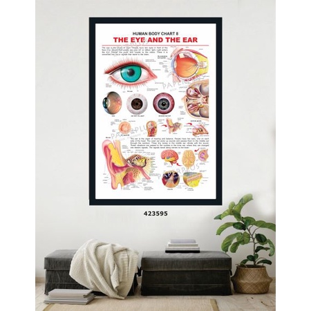 Jual Poster Kedokteran / Poster Human Body / The Eye and The Ear / 221 ...