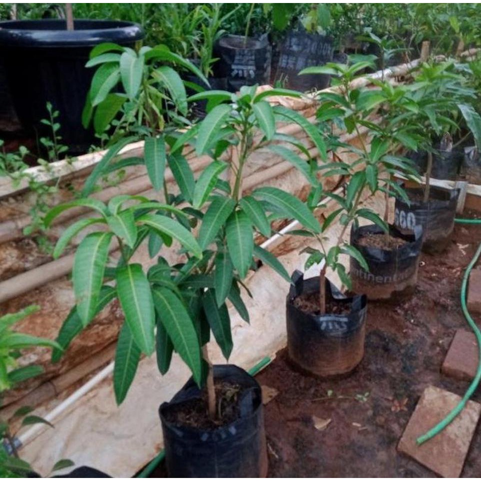 Jual Tanaman Mangga Red Ivory Berbunga Kondisi Rimbun | Shopee Indonesia
