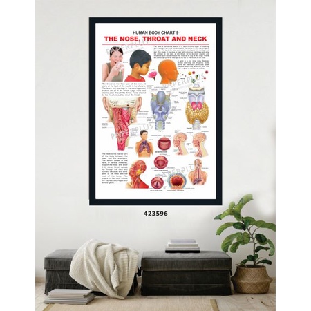 Jual KAM / Poster Kedokteran / Poster Human Body / The Nose, Throat and ...