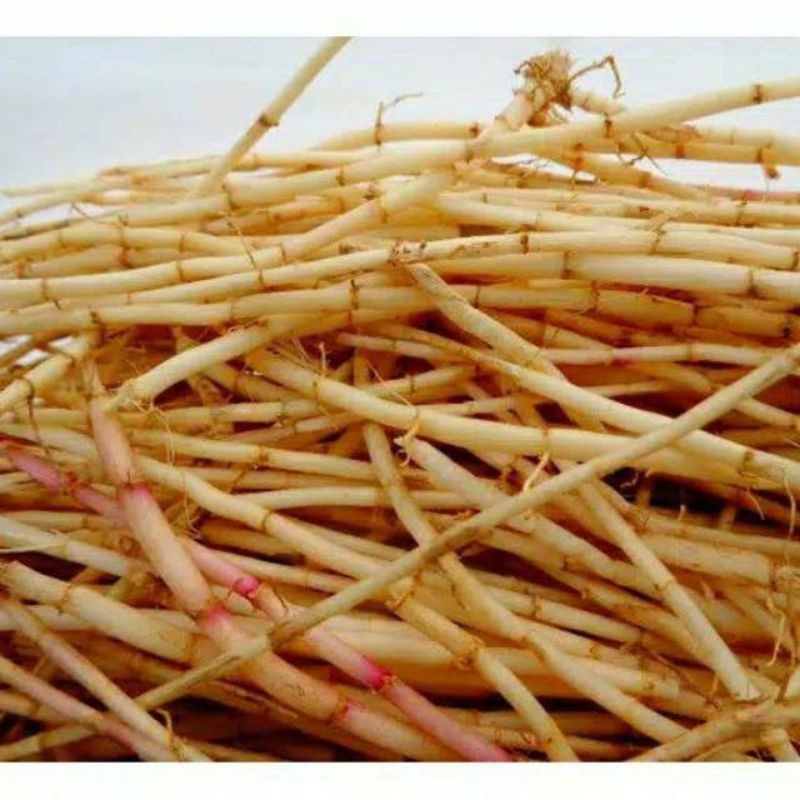 Jual AKAR ALANG ALANG - ILANG ILANG SEGAR 500 GRAM | Shopee Indonesia