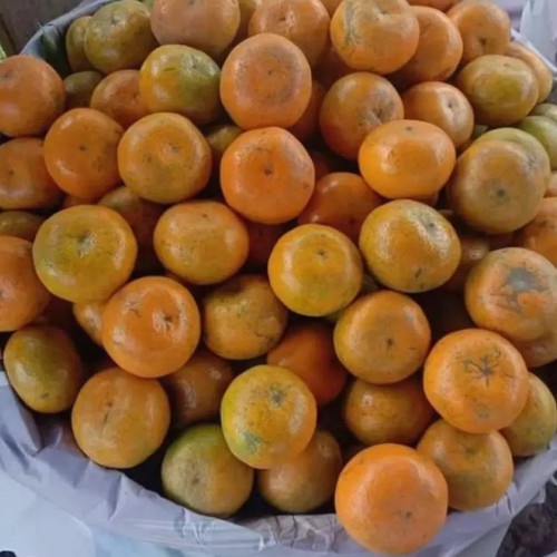 Jual Buah Jeruk Medan Manis Fresh 1 keranjang | Shopee Indonesia