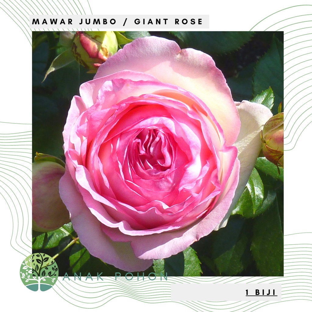 Jual Benih Bibit Biji - Bunga Mawar Jumbo Giant Rose Flower Seeds ...