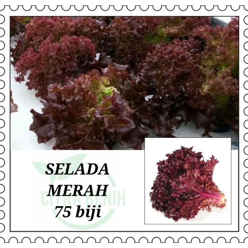 Jual 75 Biji - Benih Selada Merah RED OLGA | Shopee Indonesia