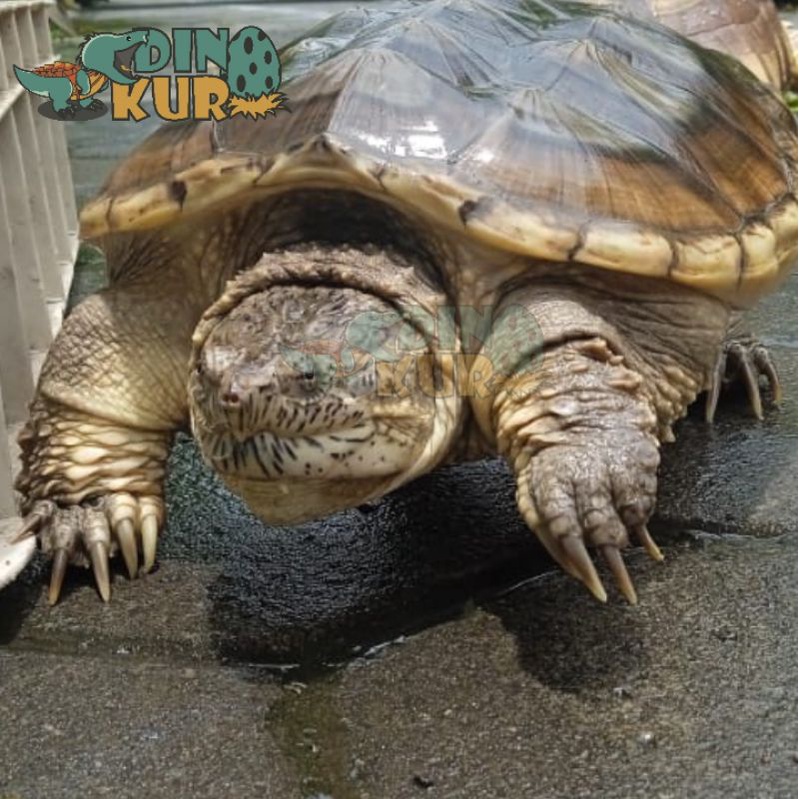 Jual AKSESORIS KOLAM TURTLE CST COMMON SNAPPING TURTLE JUMBO 21CM ...