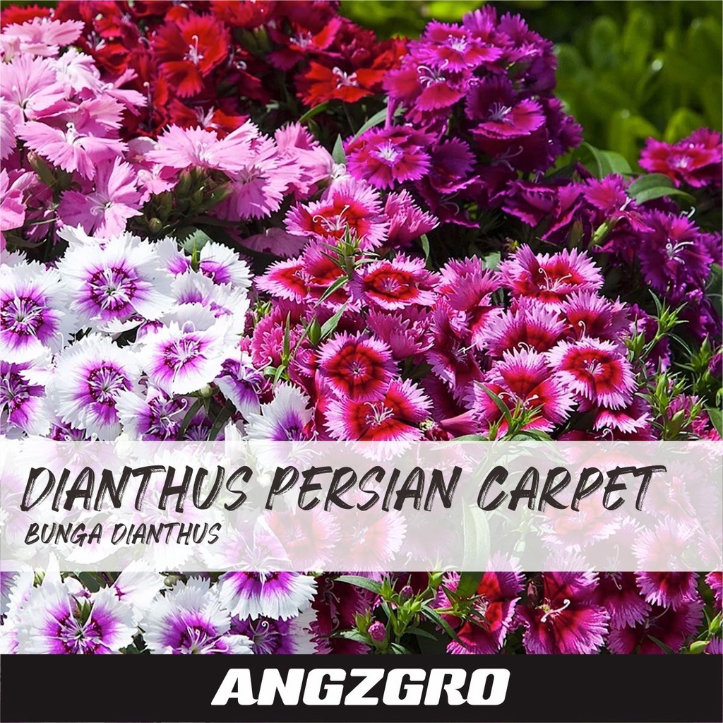 Jual Benih Bunga Dianthus Persian Carpet 20 Seeds Tanaman Urban Farming ...
